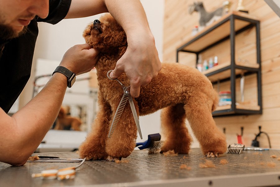 What to Expect at Your Dog’s First Grooming Appointment – Stardust Academy